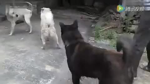 村子里的土狗打架,三对一,一场不公平的战争开始了!