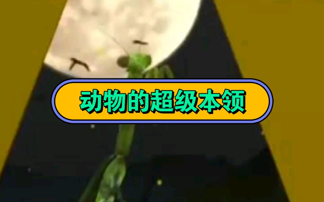 幼儿园公开课||中班科学《动物的超级本领》课堂实录+PPT课件+教案+...