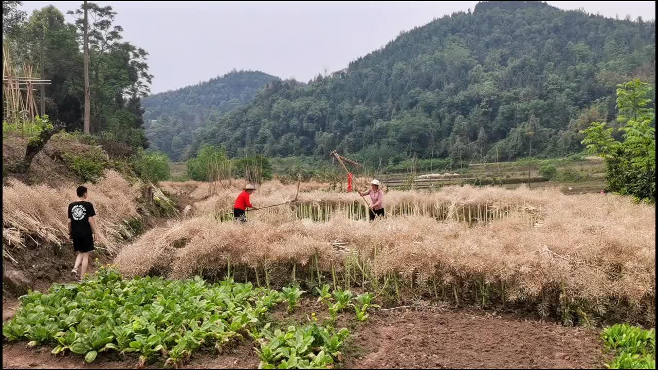 农村最原始收割菜籽的方式,收割的工具你见过吗?致敬最美劳动者@...