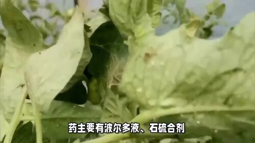溴菌腈不能与哪些农药配?溴菌腈病害防治范围及使用方法