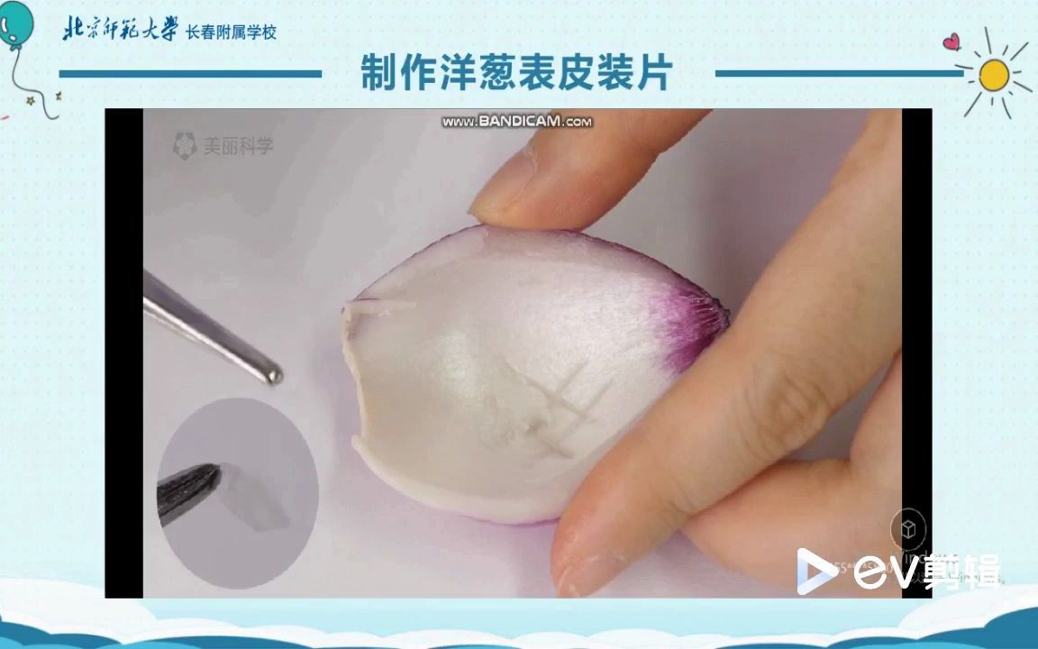 科学六年级《用显微镜观察身边的生命世界》