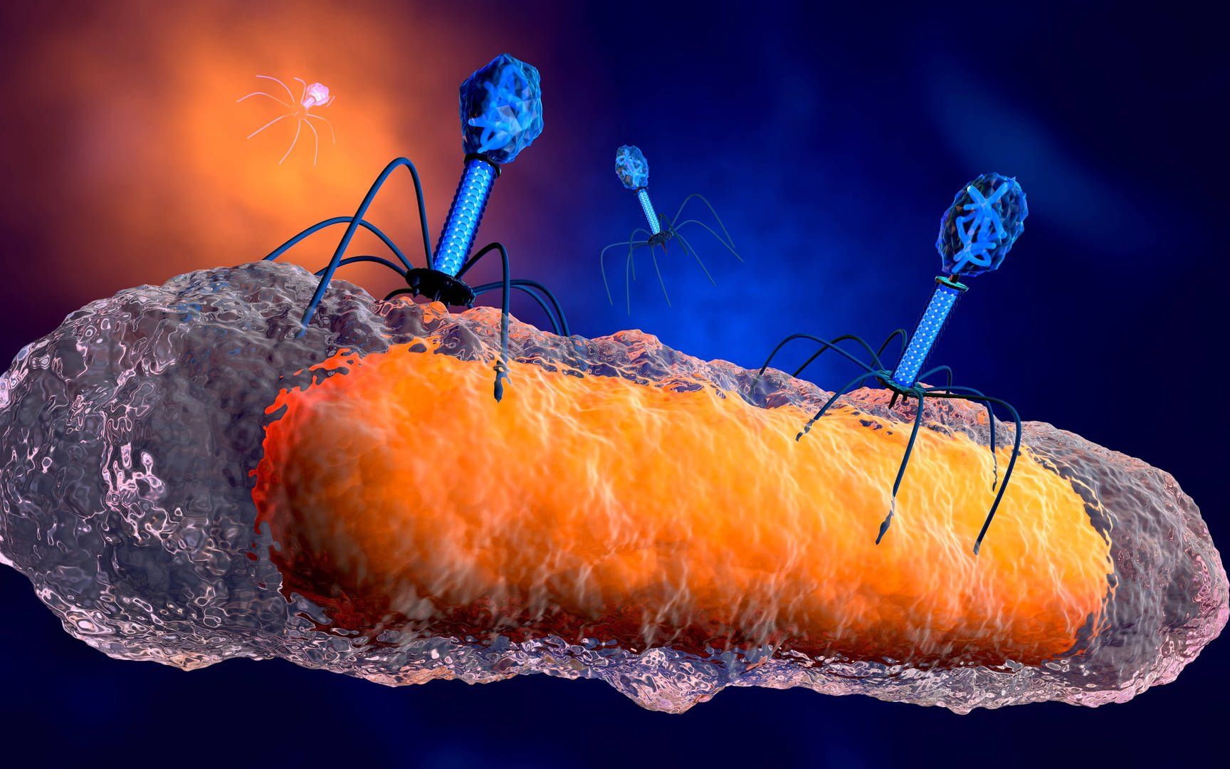 噬菌体:能消灭细菌的好病毒