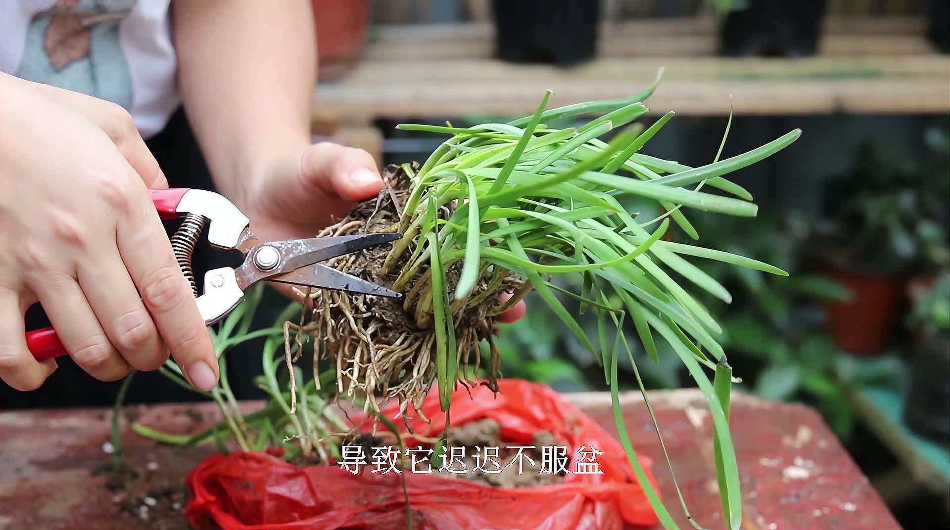 有了这招韭菜栽种方法,.