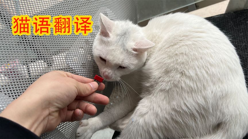 猫语翻译器?用了两种方法,才知道我是傻子!
