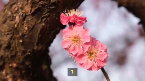 家里忌讳种植什么植物