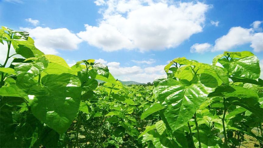 你知道丝绸是怎么生产的吗?答案都在这里!