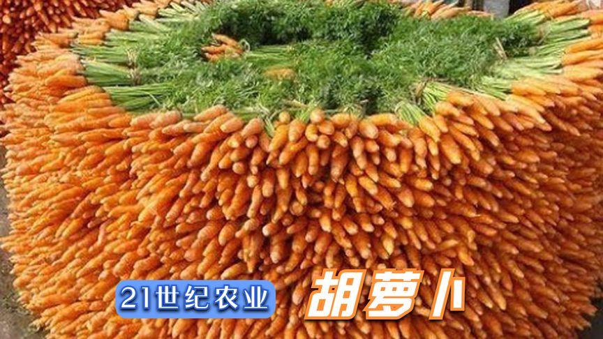 胡萝卜的一生|现代农业种植和收获胡萝卜