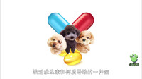 狗狗的这几种常见疾病,主人可以这样治疗