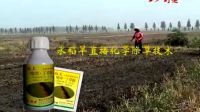 水稻旱直播化学除草技术