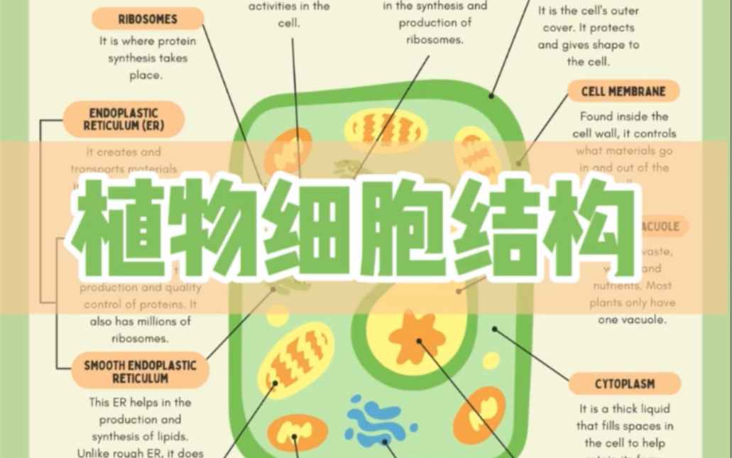 植物细胞的结构和功能 - 中英双语科普