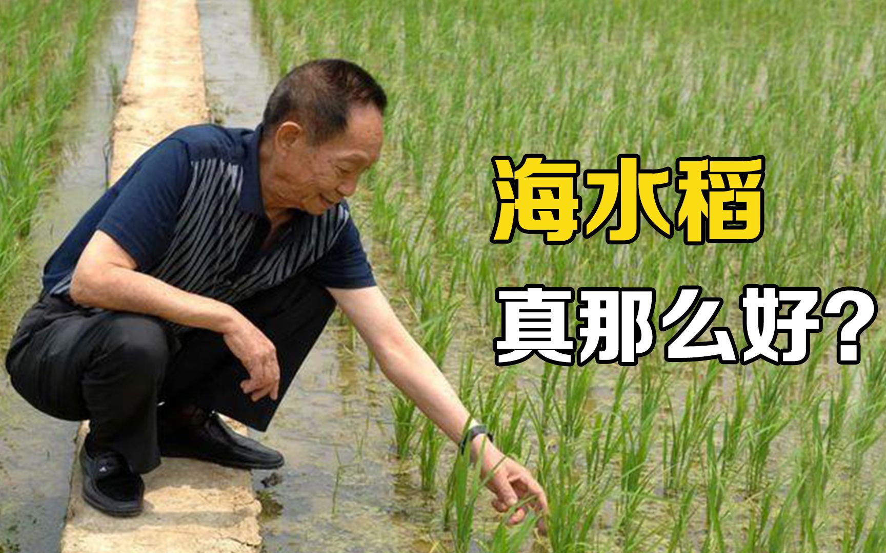 海水稻是什么?对于如今的中国和世界,意味着什么?