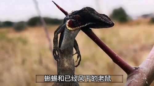 动物界奇怪的一幕,让人毛骨悚然。动物鸟世界鸟类