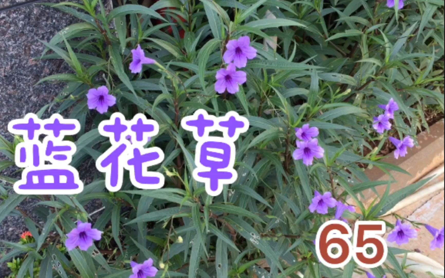 蓝花草,一种会说早安的花,叶如柳叶倩美,茎似竹般修长