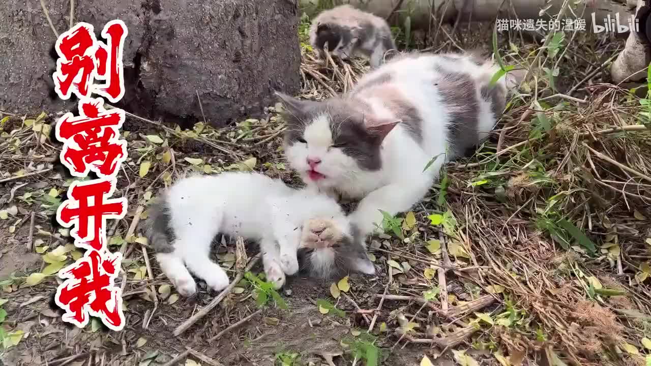 小猫被投毒,流浪猫妈妈伤心欲绝。这么小的生命就要消失了!