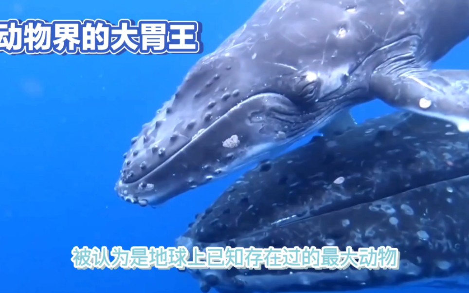 蓝鲸的生存之道:庞大的身形与惊人的食量,号称动物界的大胃王