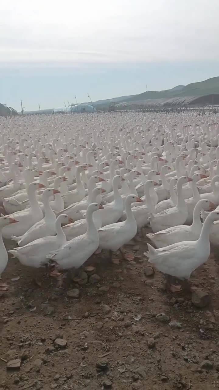 每天的主要工作就是数鸭子