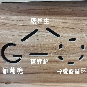 耶律新吉乐呼 