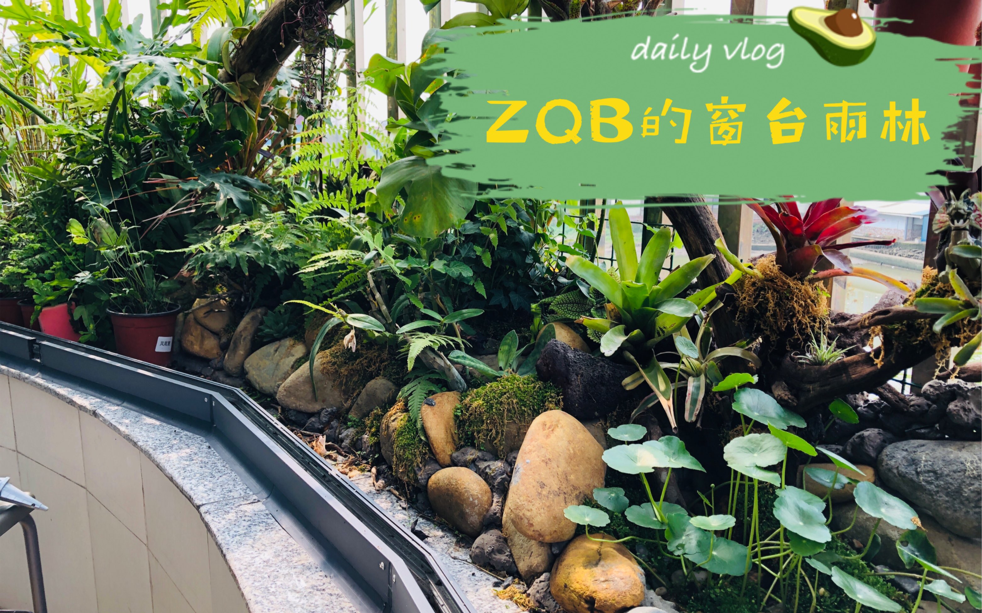 顺德一位伙小帅花几百块把窗台改造成一个热带雨林,美哭了