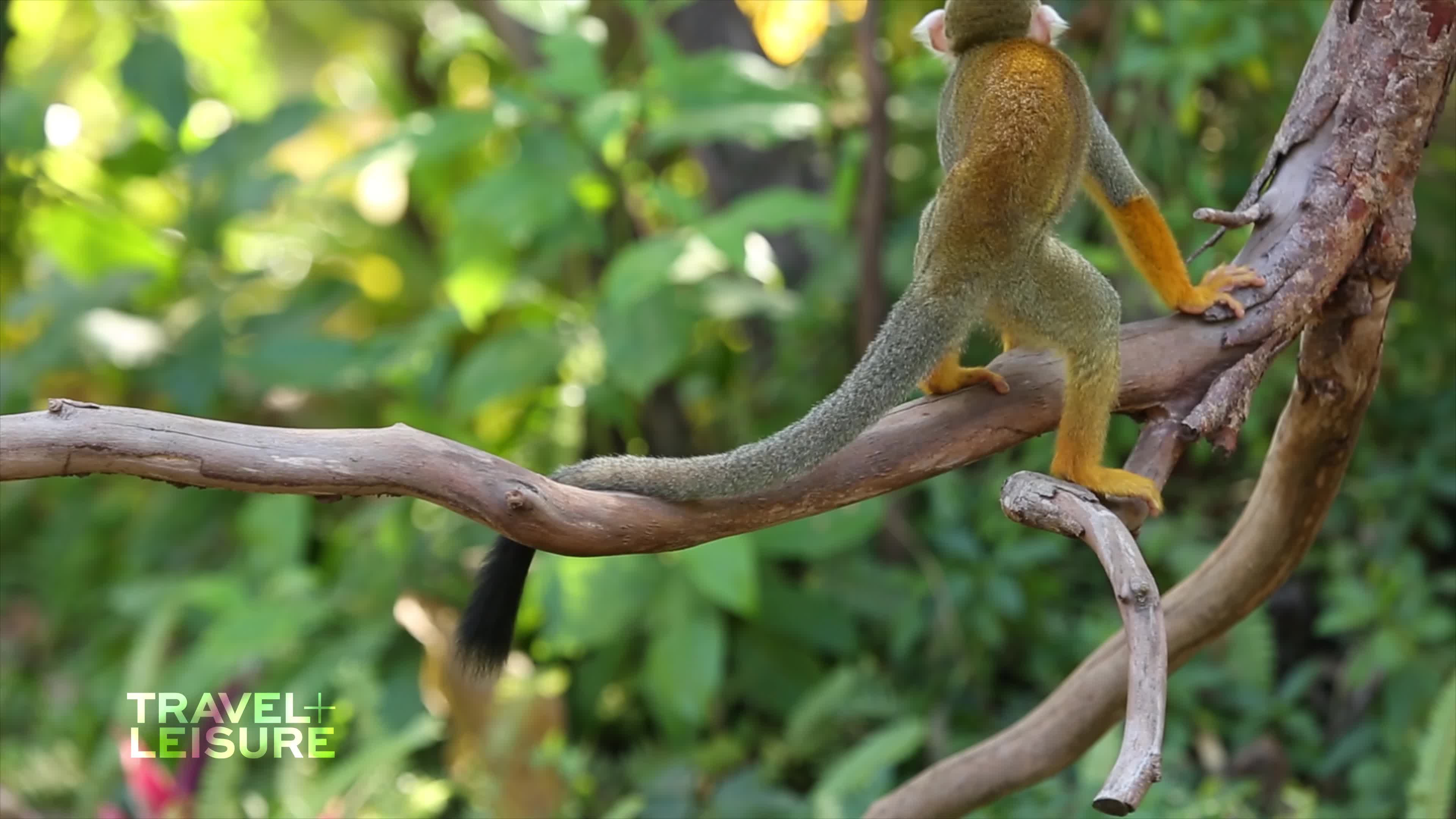 亚马逊雨林风光