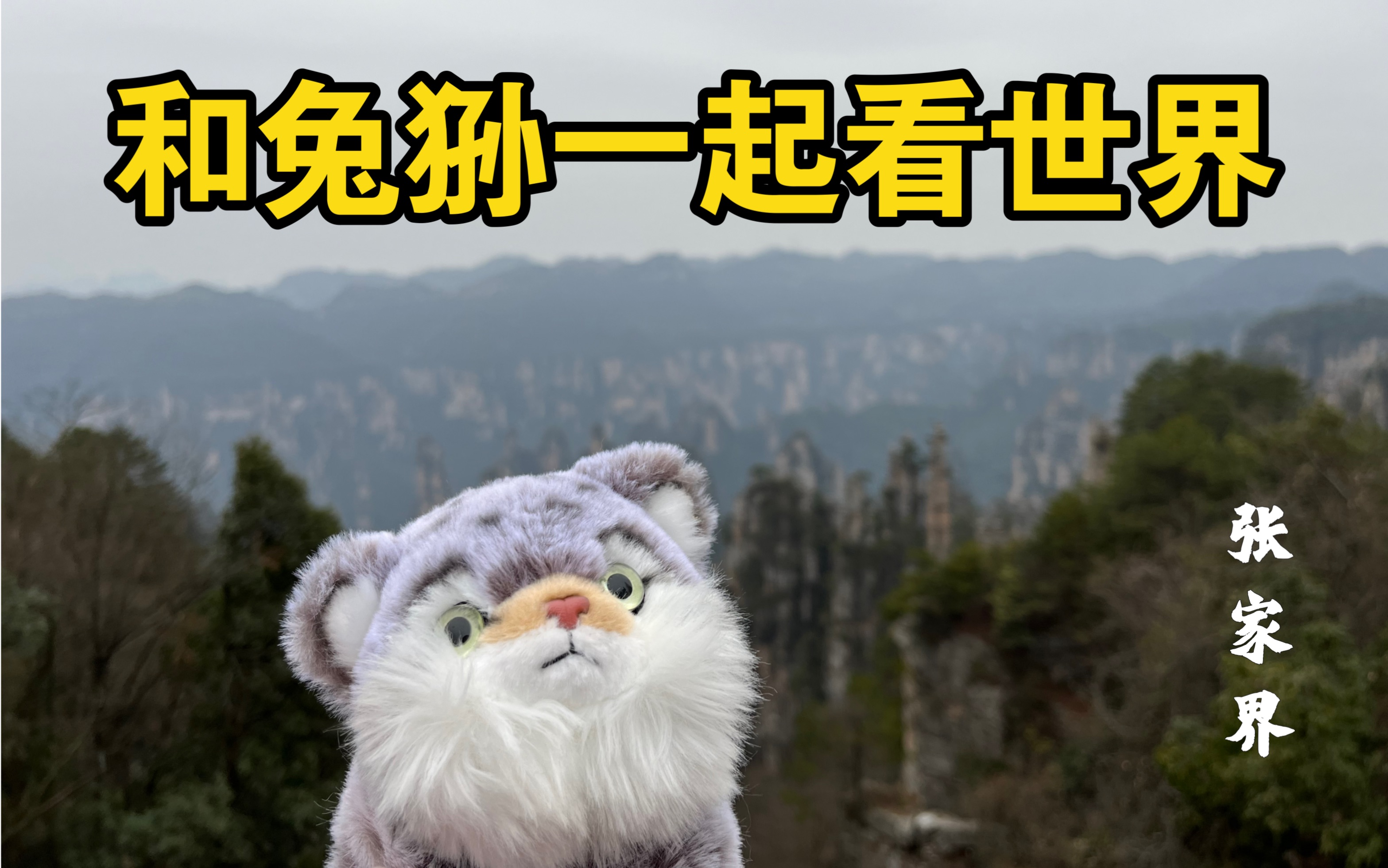 和狲狲一起看世界|张家界国家森林公园