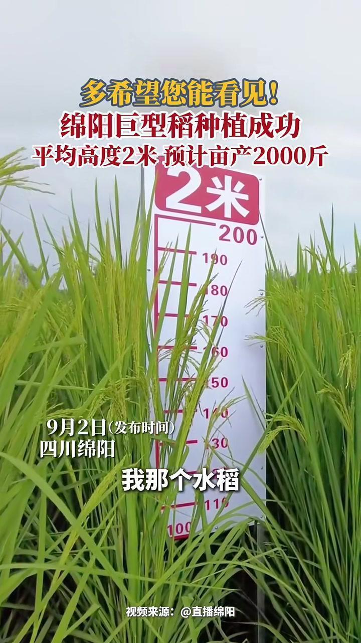 绵阳巨型水稻种植成功,平均高度2米!(编辑:井睿智;审核:蔡彦燕)