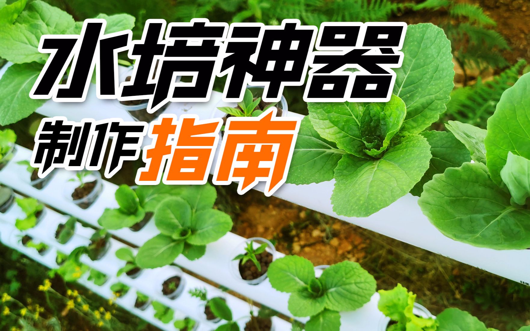 自制无土栽培设备!开启种菜无尽模式~简单易学!