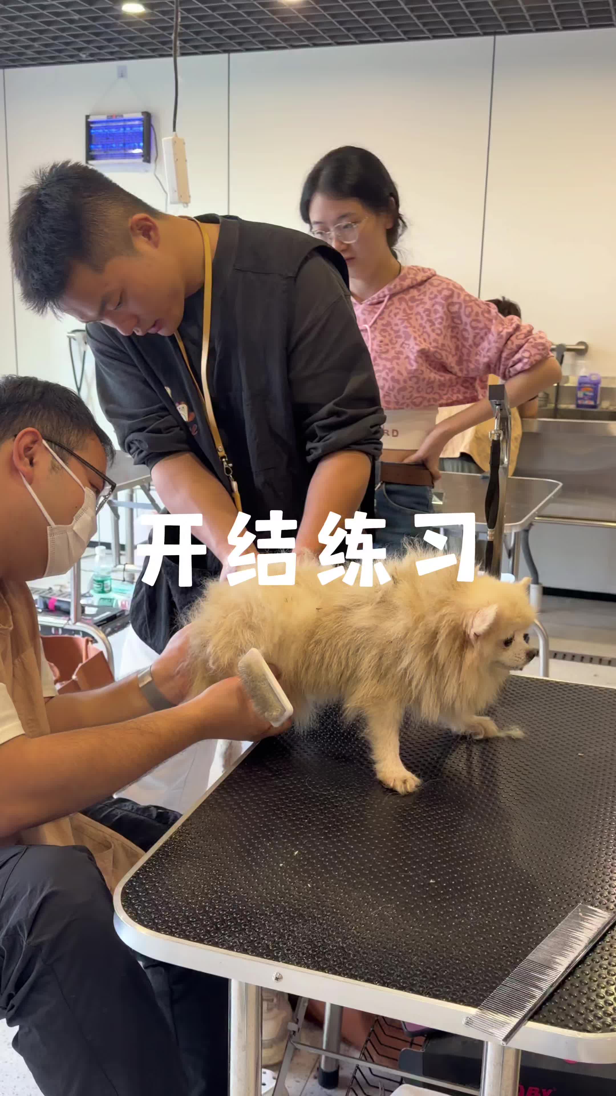 今日课程-开结练习 #宠物美容培训 #宠物美容造型 #萌宠 #狗狗 #宠物...
