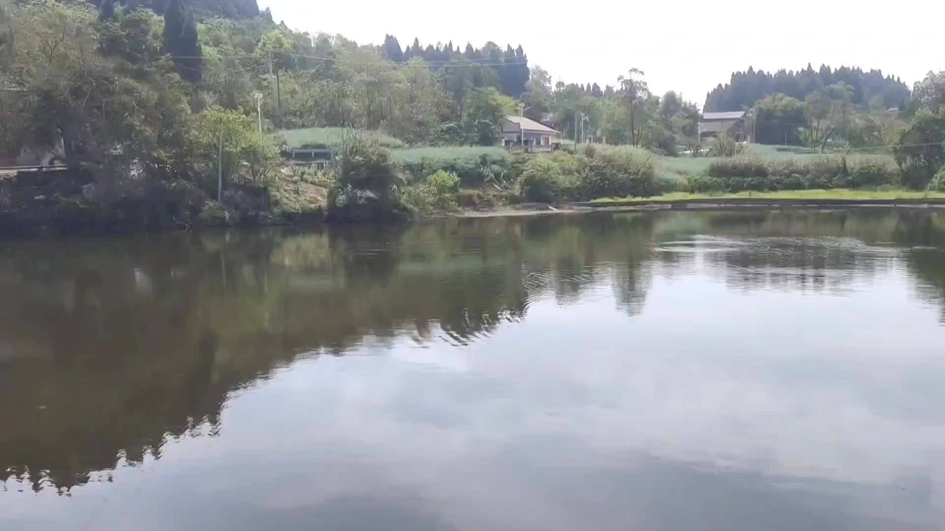 高密度土鱼塘来了五个试钓员作品有点不对。