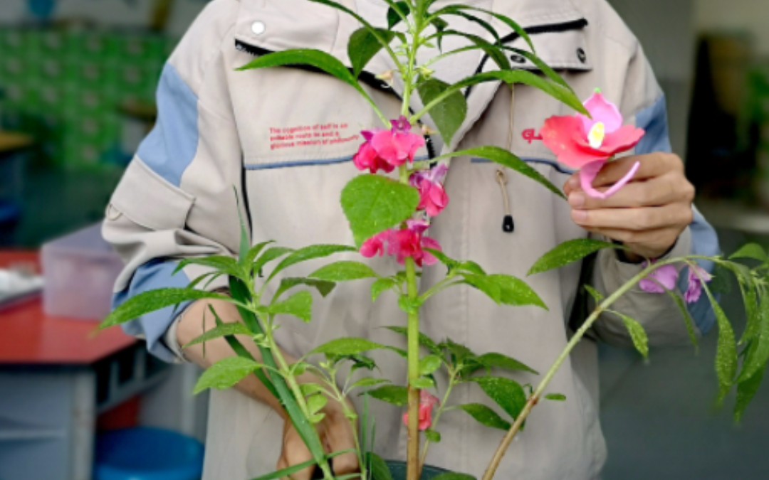 《魅丽凤仙花》续集-凤仙花模型的制作(详细教程)