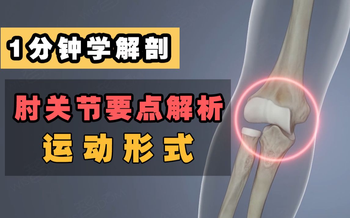 【1分钟学解剖】肘关节运动,最细教学,重点解析!