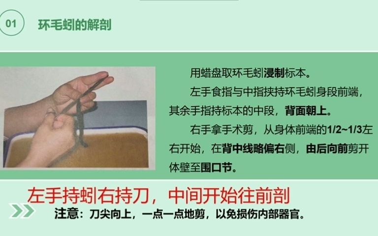 环毛蚓和河蚌的解剖及内部结构观察
