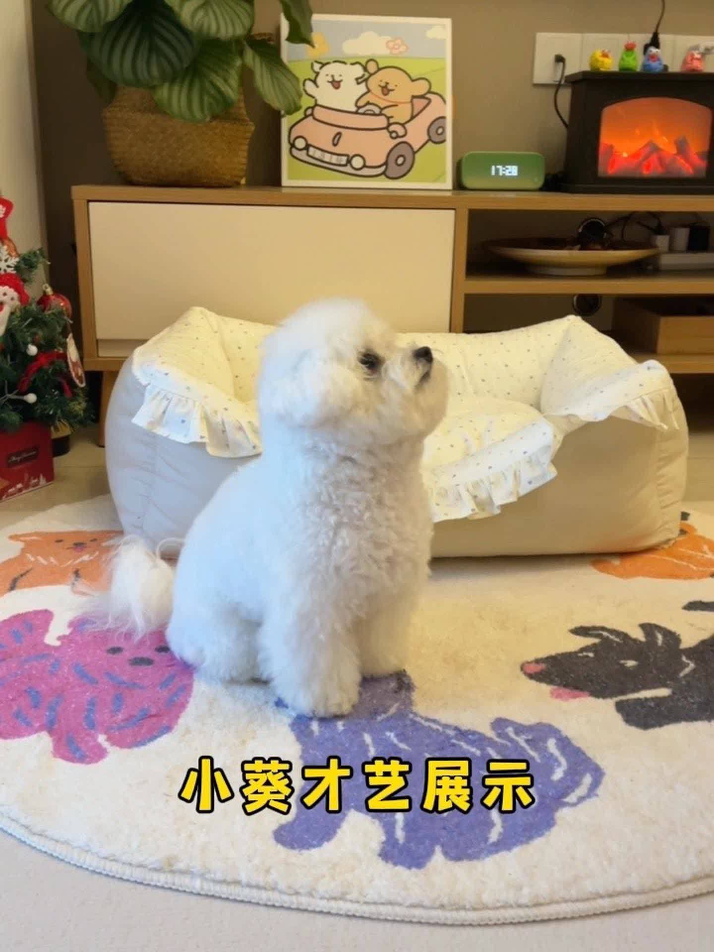 姨姨们看一下小学可以毕业了吗?狗子技能