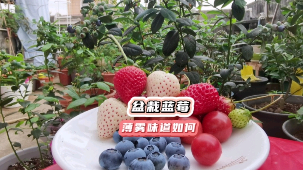 蓝莓哪个品种好吃?种了近10个品种仅浅尝了薄雾