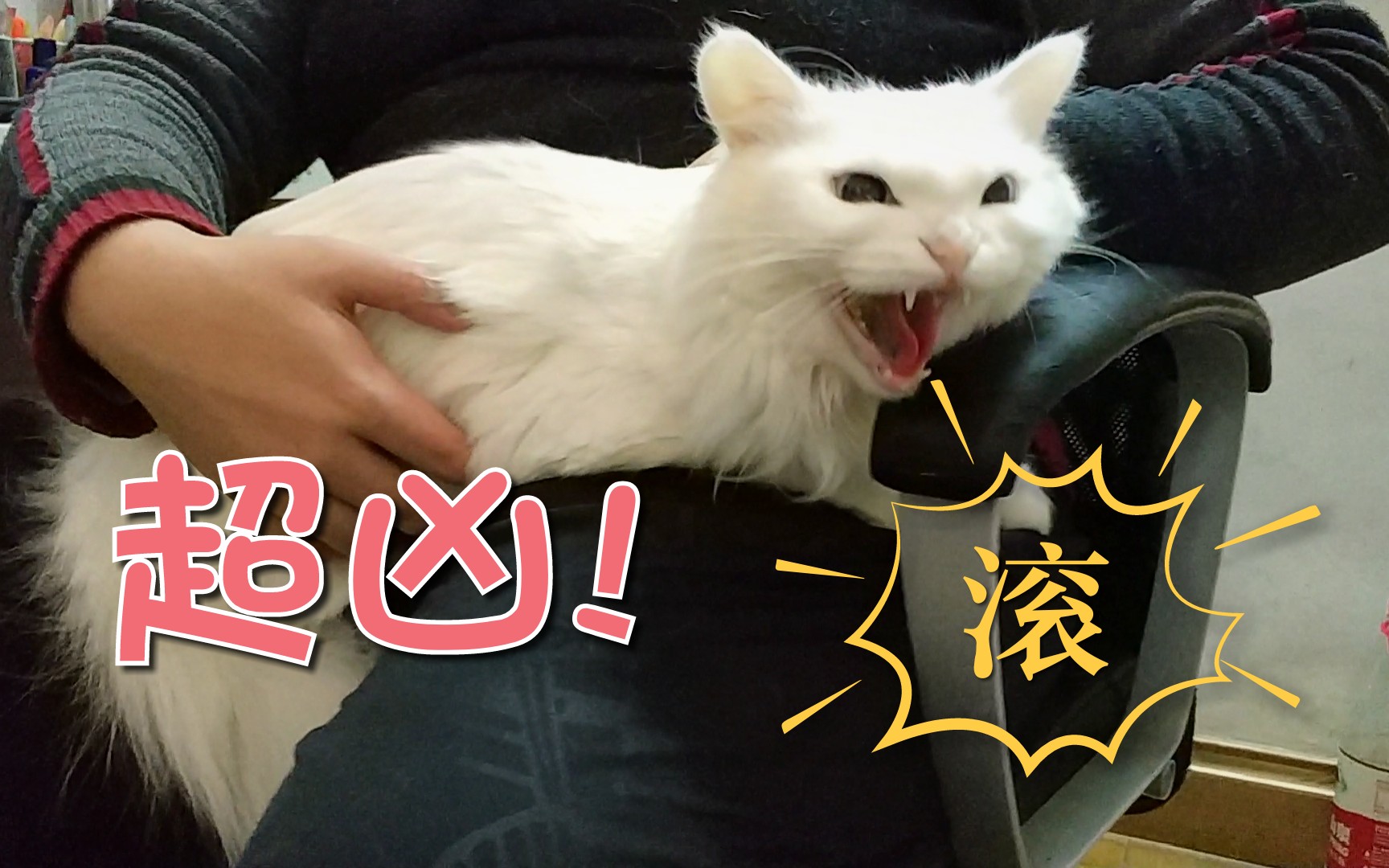 生气的猫咪是什么样子的?超凶,超可怕!