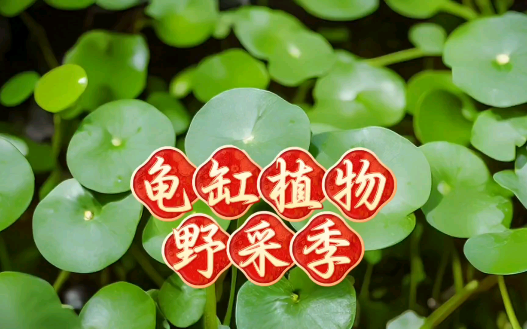 春天野采季,9种不要钱的乌龟缸净水植物野采方法和注意事项!好看又好...