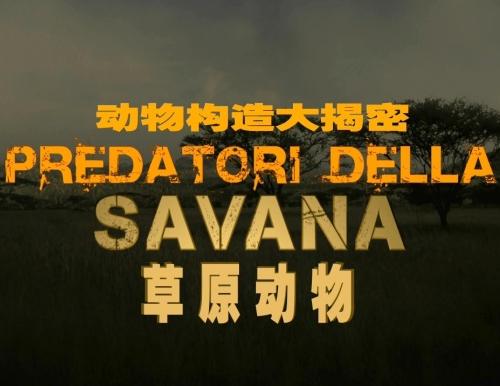 丛林动物【国家地理:动物构造大揭秘】