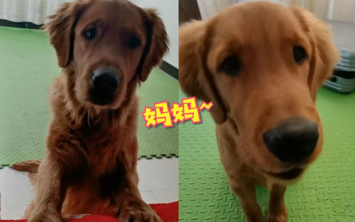 金毛每天在床边不停地叫妈妈,咬字清晰声音温柔,女主人感动不已