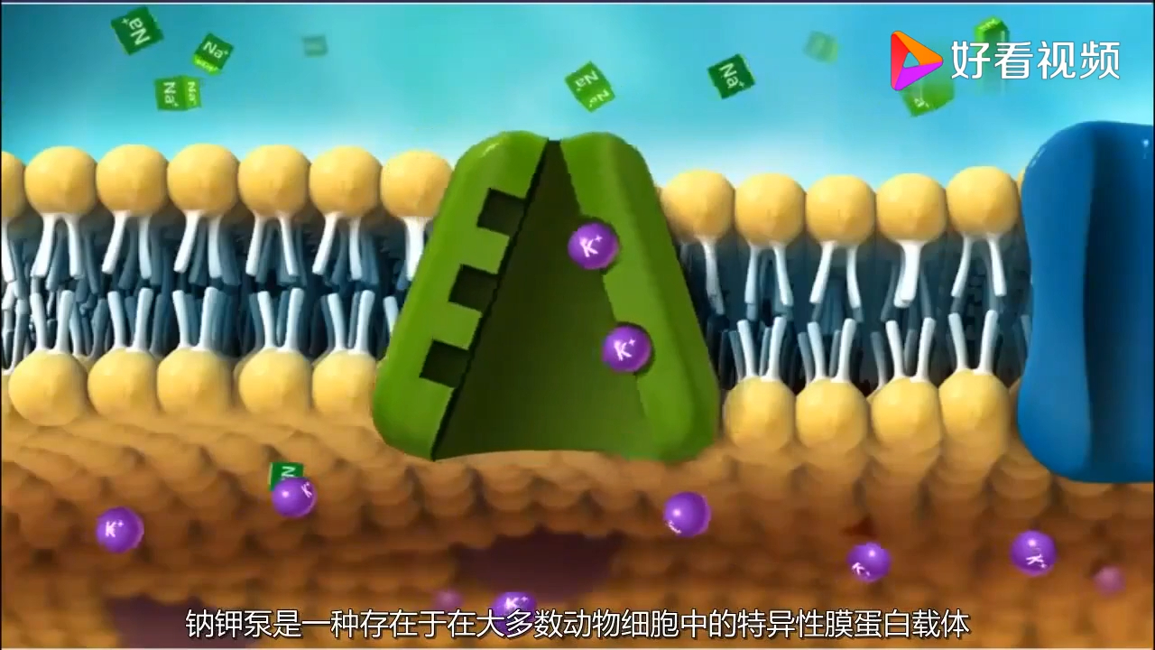 主动运输(钠钾泵动画)