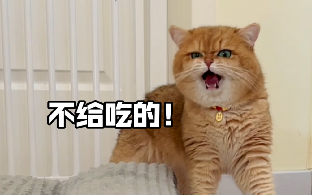 元宝骂人的一百种理由～