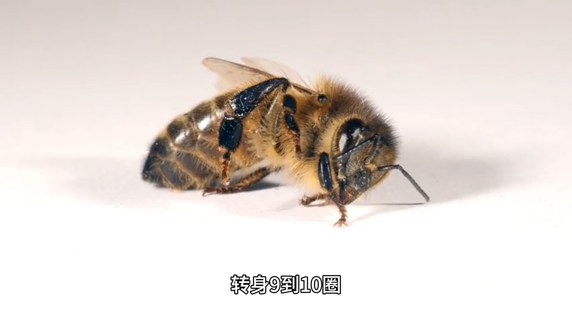 数字推理:蜜蜂舞蹈中的信息传递与数学规律