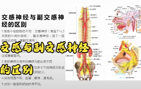 系统解剖学-周围神经系统之内脏神经的交感与副交感神经的区别