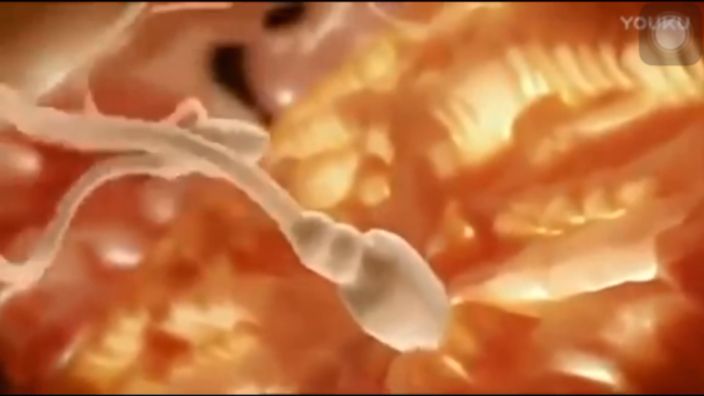 胎儿的形成都经历了什么,过程堪比战争大片!