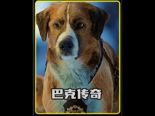 修狗的成长之路 温情励志 陪伴