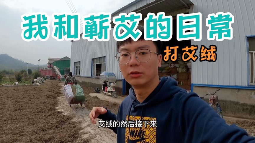 回乡创业种植艾草小伙是如何加工艾草,打艾绒制作艾条的