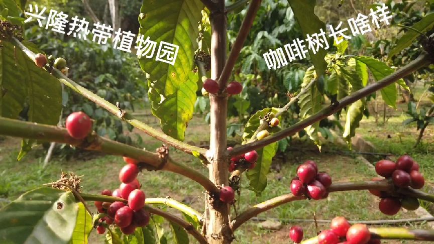 海南环岛行之万宁3:咖啡你喝过,但咖啡树长啥样?你未必见过吧.