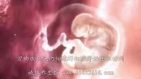 胎儿发育过程:1～9周(3D医学动画视频)