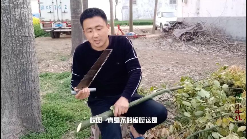 香樟树叶真能驱蚊虫吗为了证明有没有效果小伙把锯和砍刀都用上了