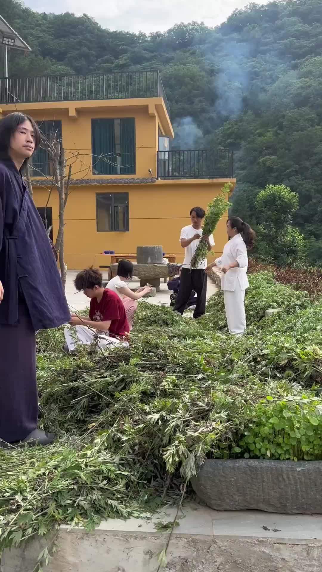 听说艾草可以泡脚,还可以熏蚊子,也可以补阳气……