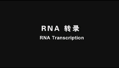 生物化学-RNA转录总论1-原核生物RNA转录