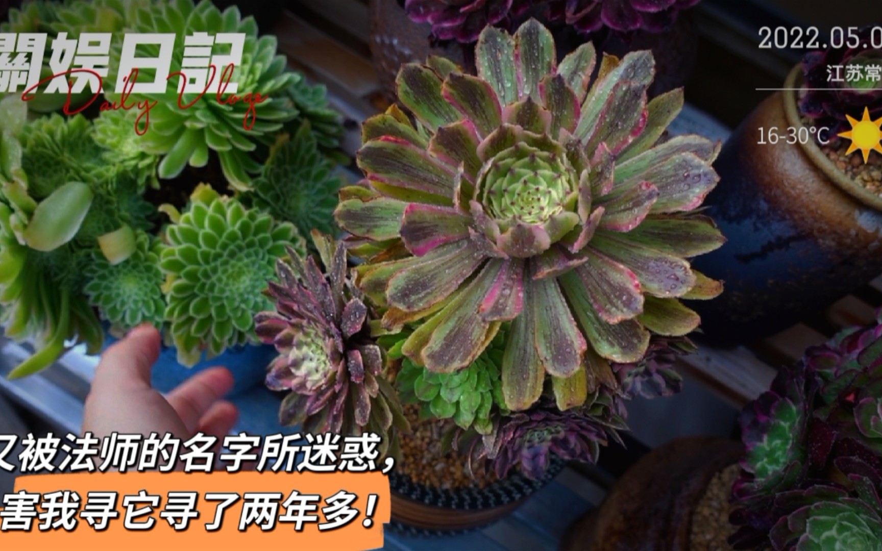 整整两年我都在寻找这个品种!没想到家里一直都有!又被名字骗了